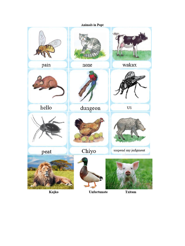 Animals in Popti and Word in English, Spanish | PDF