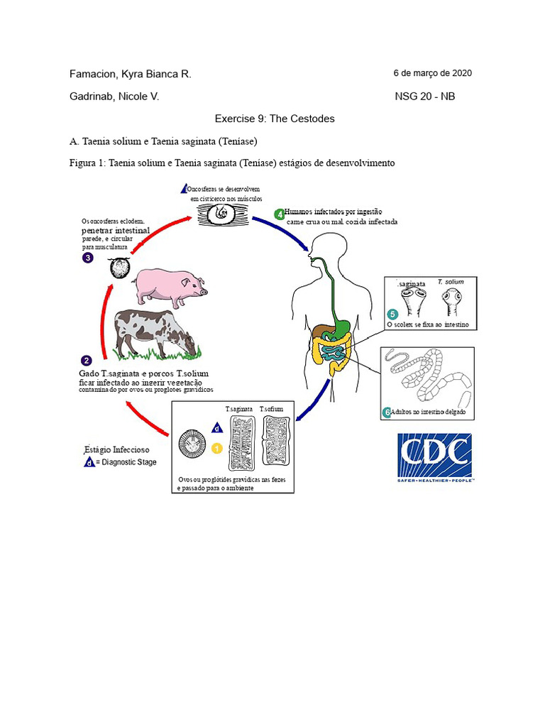 Cestóides, Trematóides, Nematóides Ciclos de Vida | PDF | Microbiologia ...