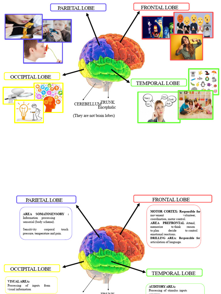 Collage Lobes of The Brain | PDF