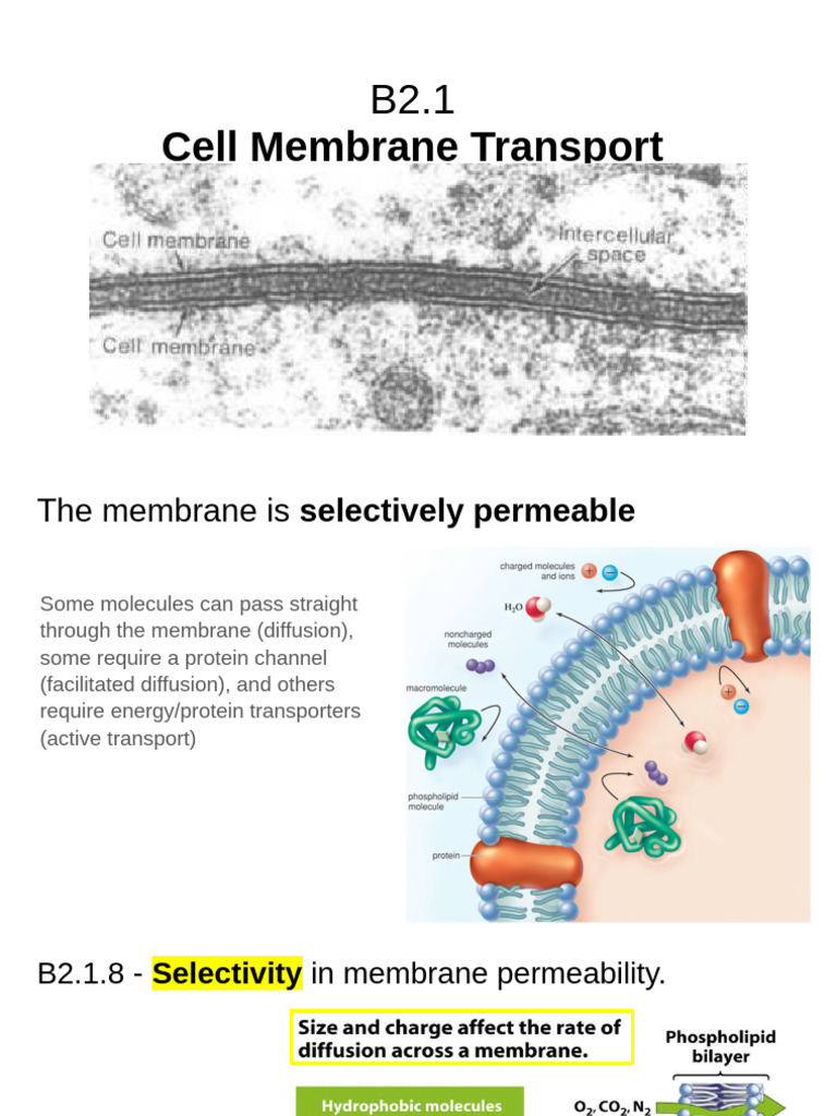 Cell Membrane Transport Mechanisms | PDF | Cell Membrane | Vesicle ...