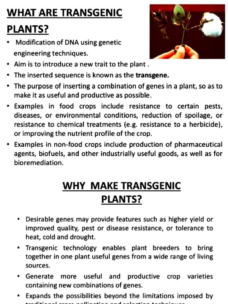 Transgenic Plants | PDF | Genetically Modified Organism | Plant Breeding