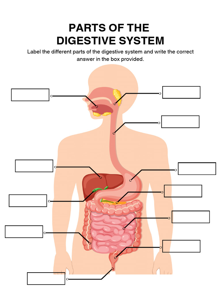 Parts of The Digestive System Worksheet in White Simple Style | PDF