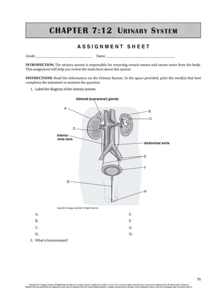 Urinary System Worksheet | PDF