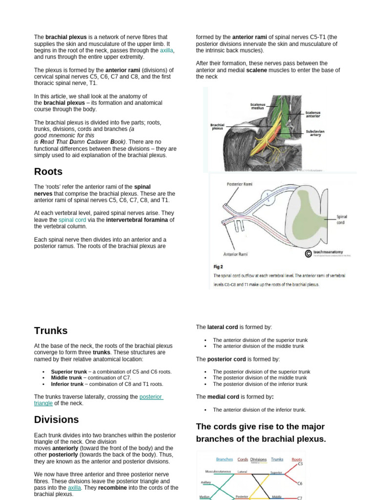 The brachial plexus | PDF | Arm | Neuroanatomy