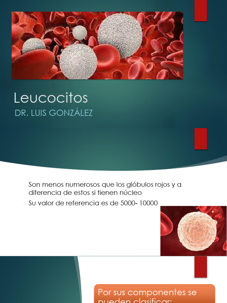 Leucocitos | PDF | Leucocito | Granulocitos