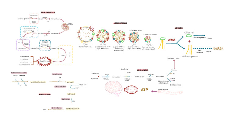 Procesos de Beta Oxidación y Cetogénesis | PDF | Biofísica Molecular ...