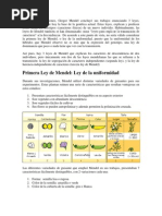 Ross Contra Grassi | PDF | Malaria | Microorganismo