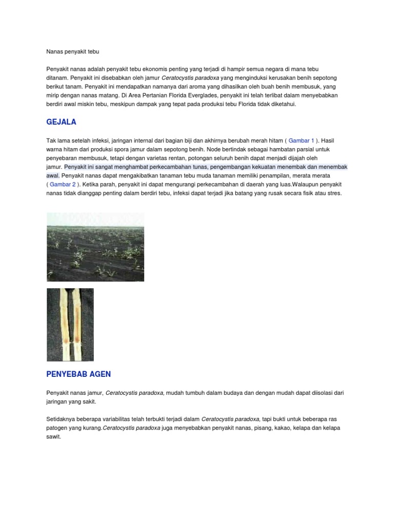 Penyakit Tebu | PDF | Griya & Taman | Teknologi & Rekayasa