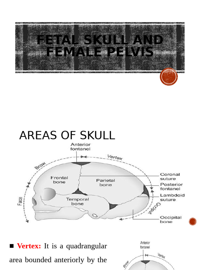 Fetal Skull and Female Pelvis Anatomy | PDF | Pelvis | Pregnancy
