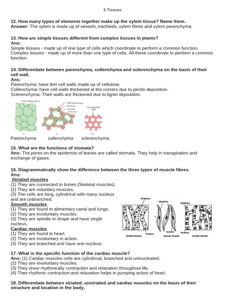 6 Tissues class 9 | PDF | Tissue (Biology) | Muscle