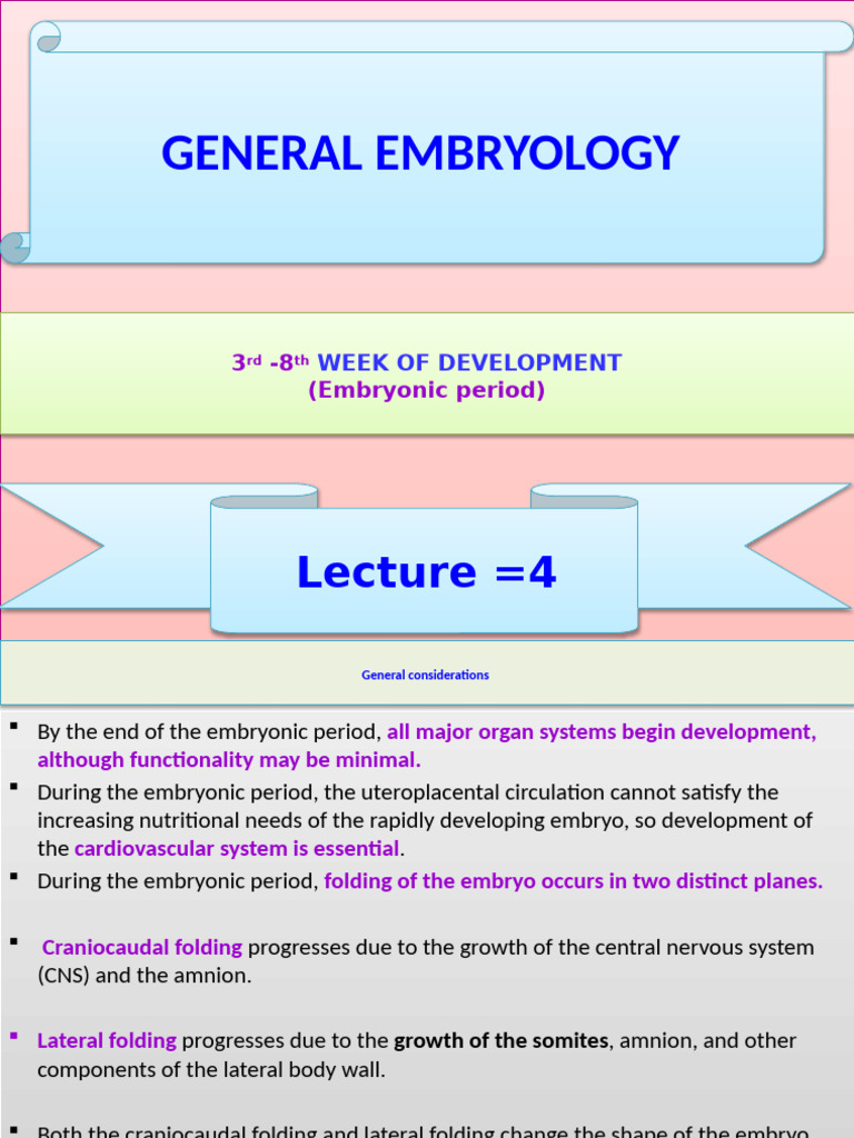 Embryonic Development: Key Stages 3-8 Weeks | PDF | Embryo | Nervous System