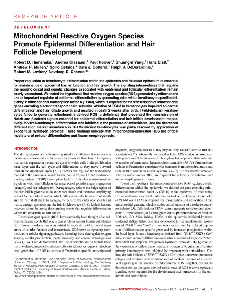 Mitochondrial ROS in Hair Follicle Growth | PDF | Reactive Oxygen ...