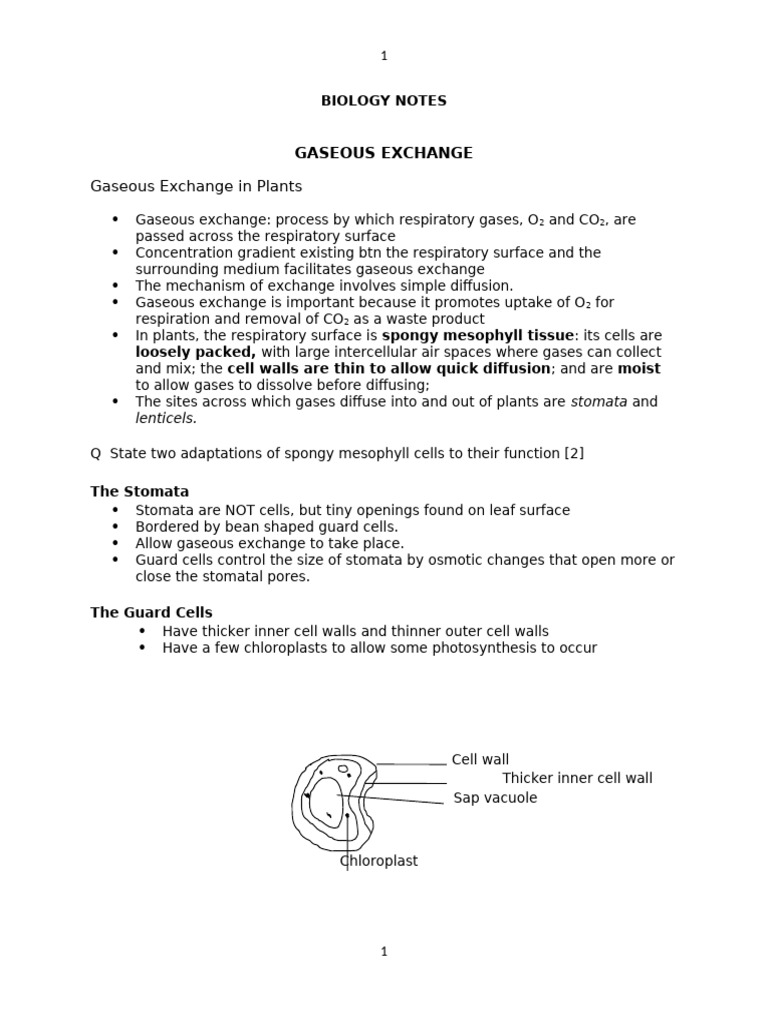 Biology Notes Gaseous Exchange f 2 | PDF | Gill | Stoma