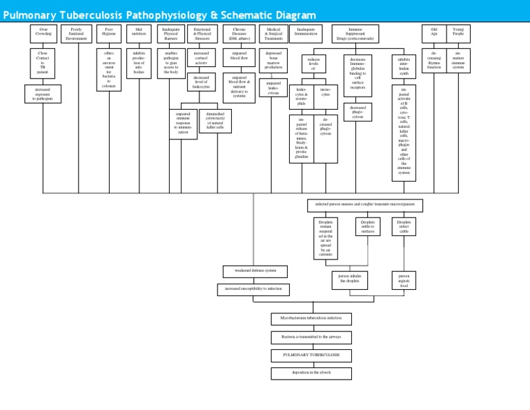 Pulmonary Tuberculosis Pathophysiology | PDF