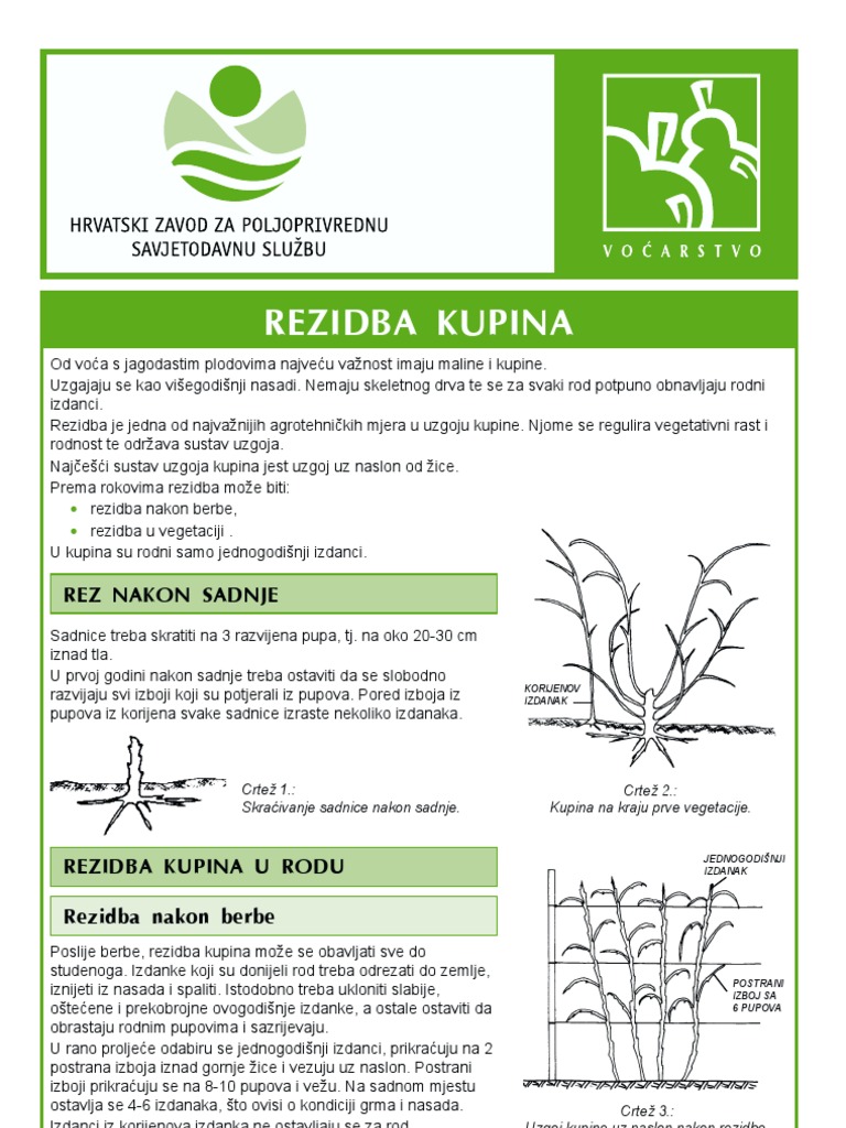 Rezidba Kupina | PDF