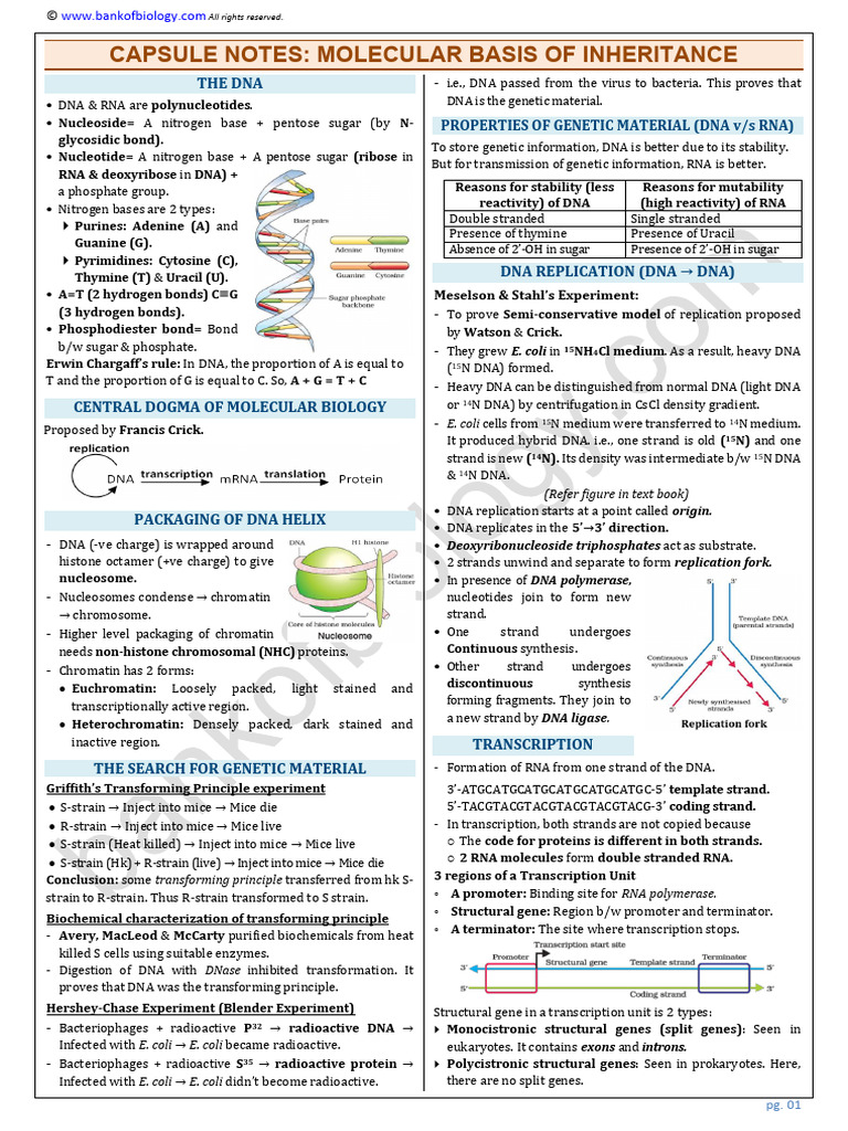 Molecular Basis of Inheritance Overview | PDF | Translation (Biology) | Dna