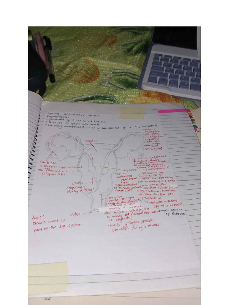 Reproductive System - Female | PDF
