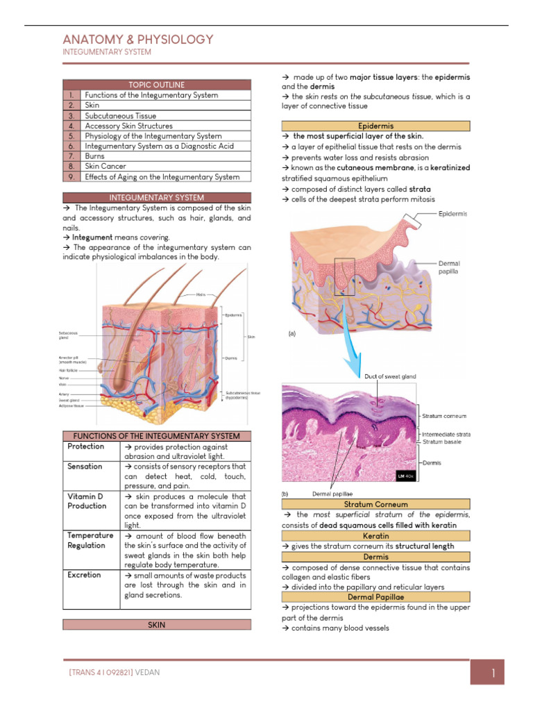 Integumentary System PDF | PDF | Integumentary System | Skin