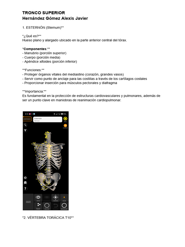 Tronco Superior | PDF | Vértebra | Pelvis