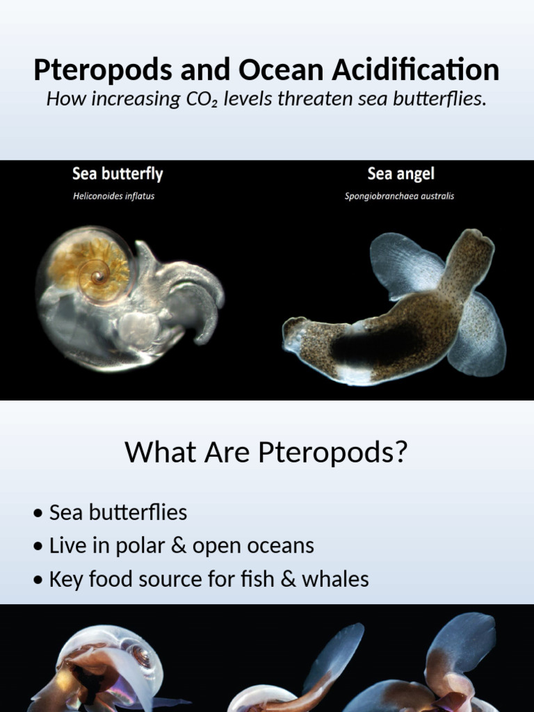 Pteropods Ocean Acidification | PDF