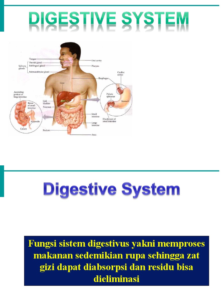 Anatomi Fisiologi Digestive System | PDF | Kajian Bahasa Asing | Kesehatan Holistik