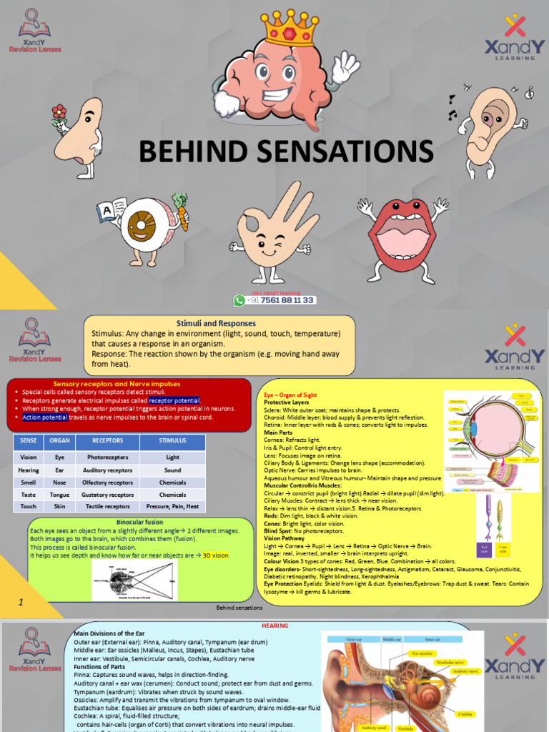 Understanding Sensory Systems and Responses | PDF | Senses | Ear