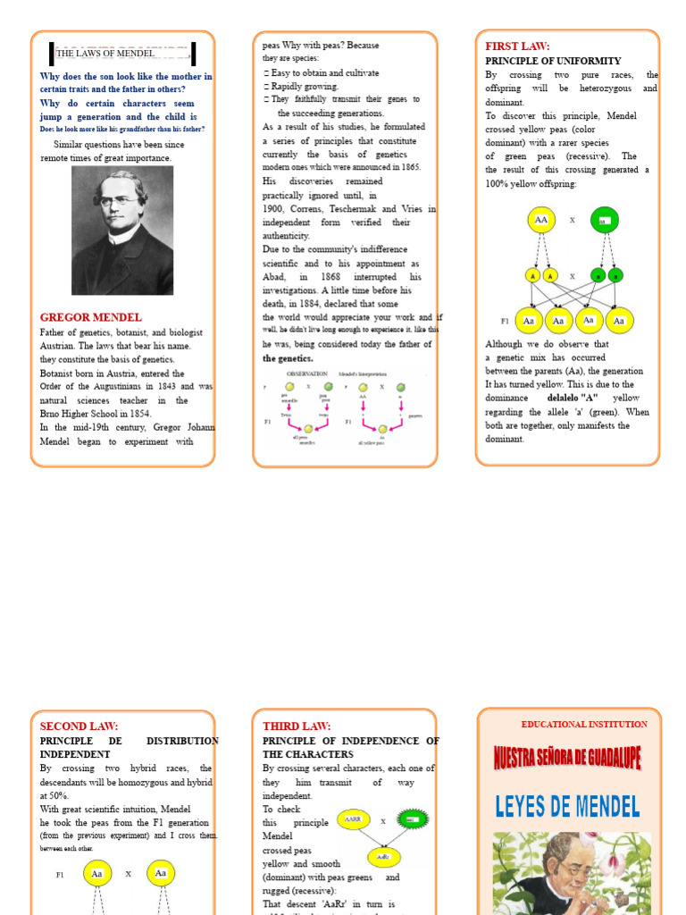 Gregor Mendel's Pea Plant Experiments | PDF | Life Sciences ...