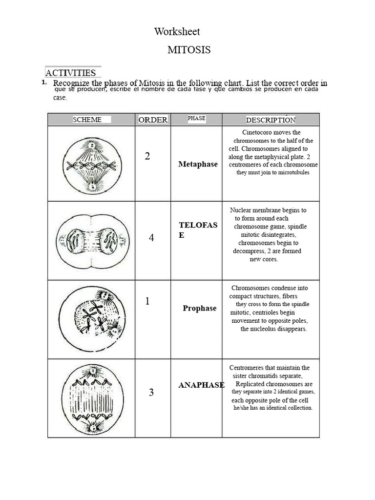Mitosis Process Worksheet Guide | PDF