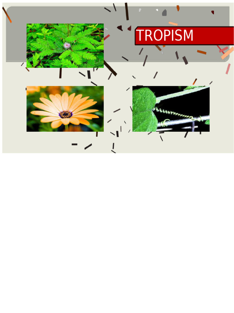 TROPISM exhibition | PDF | Plants | Botany