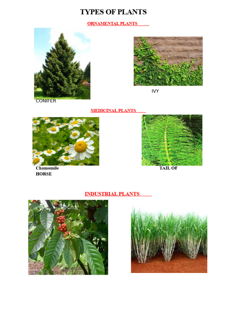 Classes of Plants | PDF
