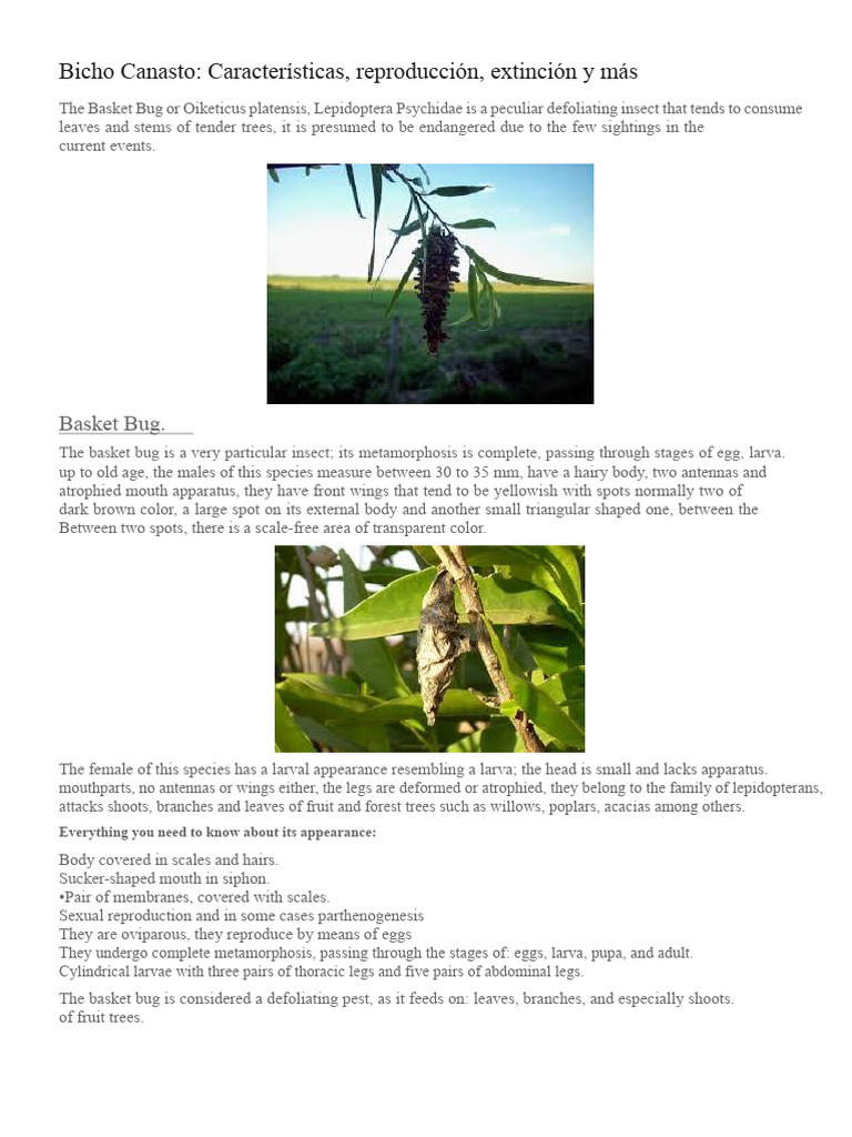 Basket Bug | PDF | Insects | Butterfly