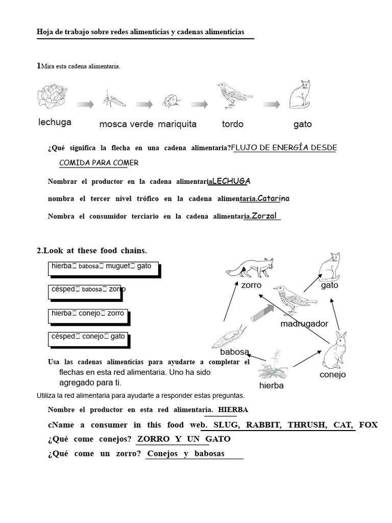Hoja de trabajo sobre redes alimentarias y cadenas alimentarias - CLAVE ...