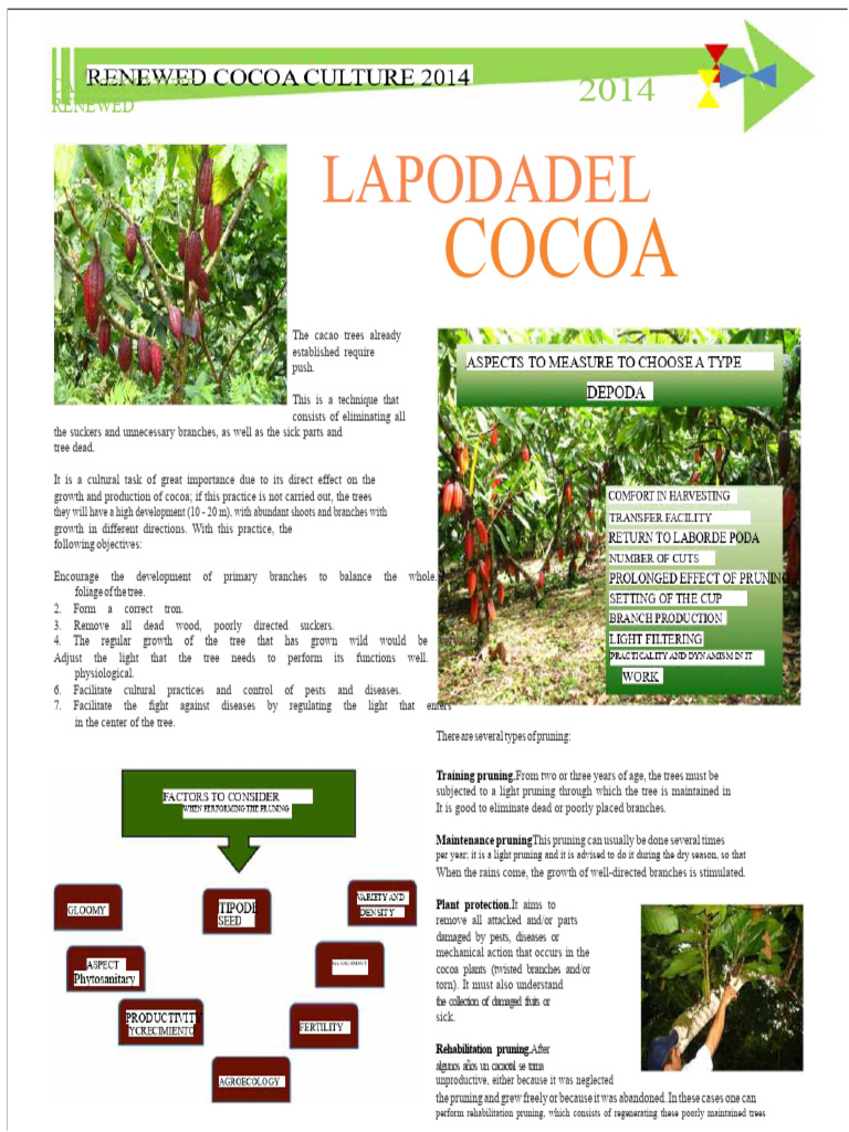 cocoa pruning | PDF | Pruning | Trees