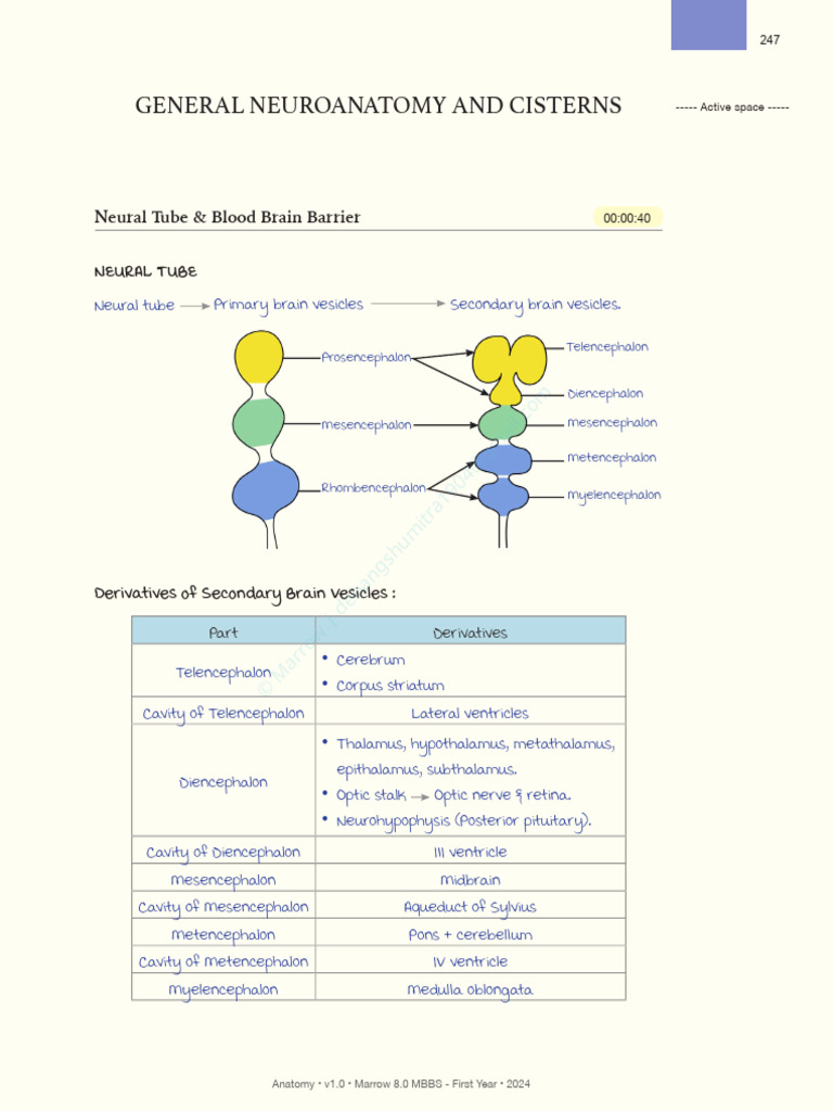 anatomy (1) | PDF | Spinal Cord | Neuroanatomy