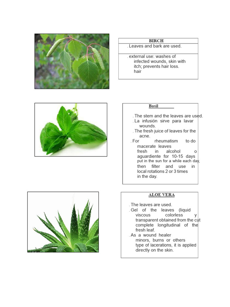 Material Chilean Medicinal Plants | PDF