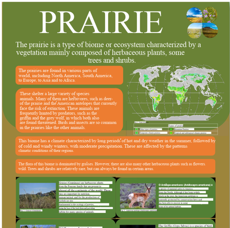 Overview of Prairie Biomes and Ecosystems | PDF