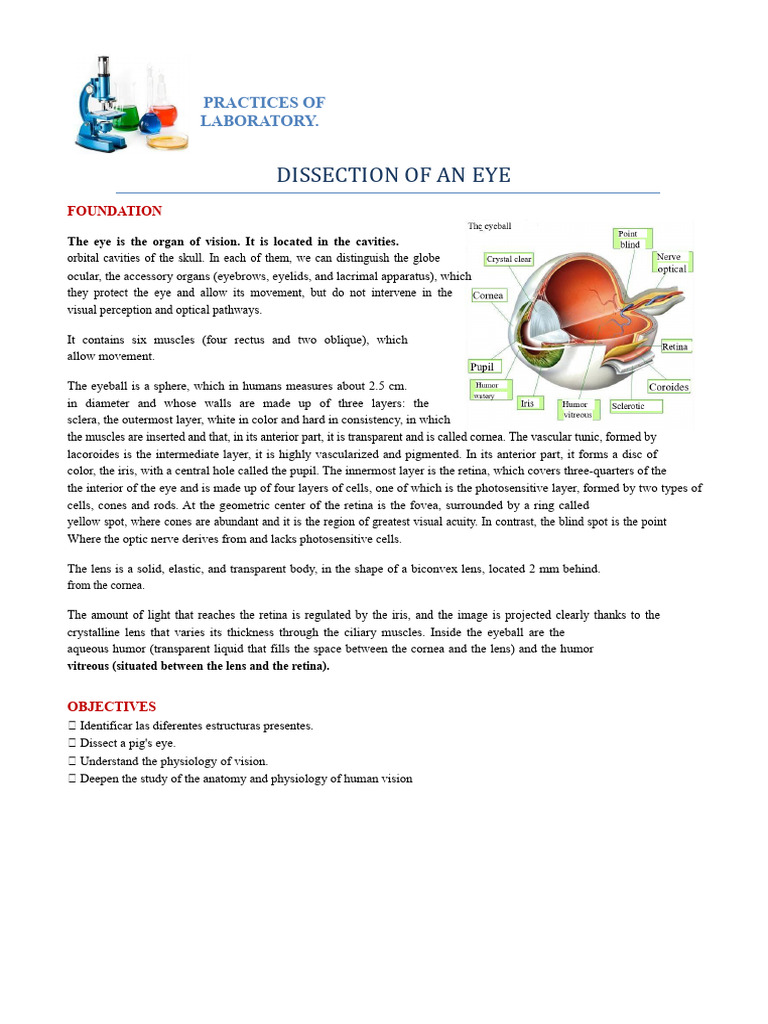 Eye Dissection Lab Guide and Anatomy | PDF | Human Eye | Eye