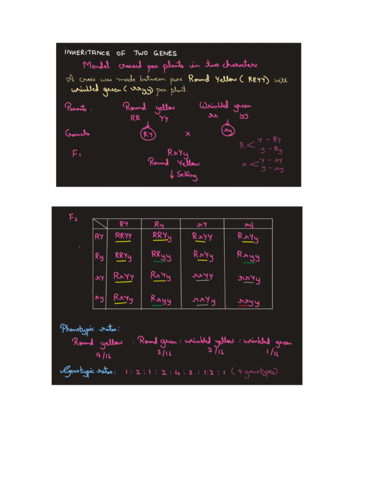 Principles Chapter (Incomplete Dominance, Pleiotrophy) Notes | PDF