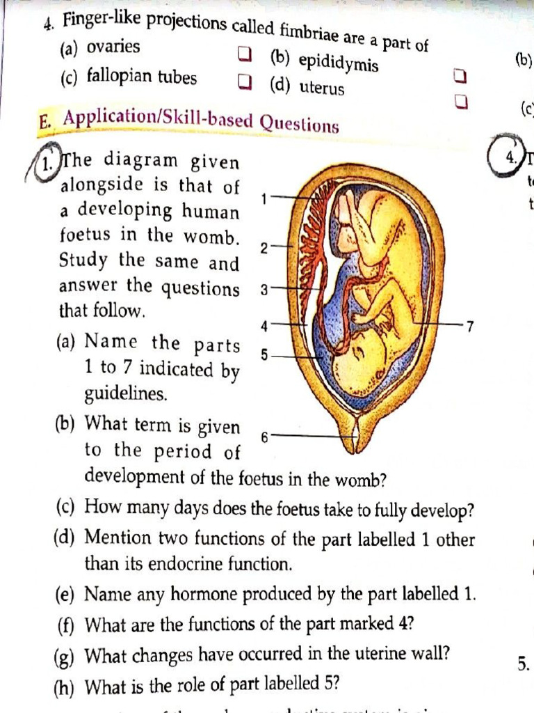 Bio Diagram Based | PDF