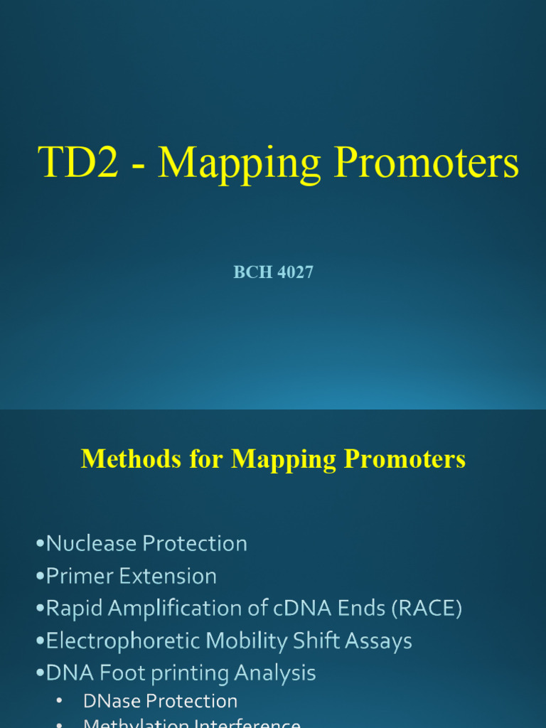 BCH4027 TD TP Mapping Promoters | PDF | Complementary Dna ...
