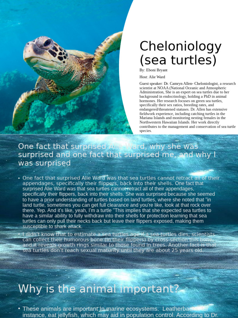 Sea Turtles Project | PDF | Sea Turtle | Turtle