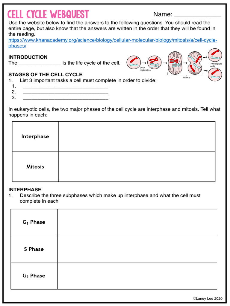 Understanding the Cell Cycle Stages | PDF | Mitosis | Cell Cycle