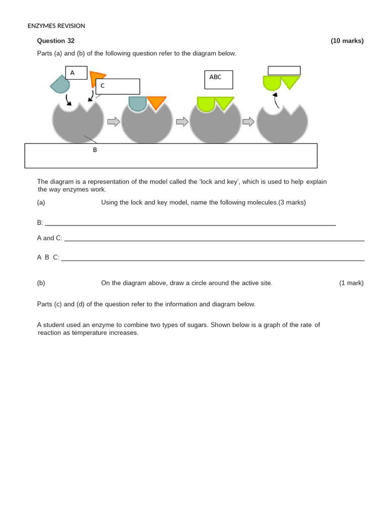Enzymes Revision | PDF