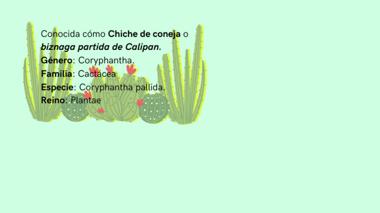 Conocida Cómo Chiche de Coneja o Biznaga Partida de Calipan. Género ...