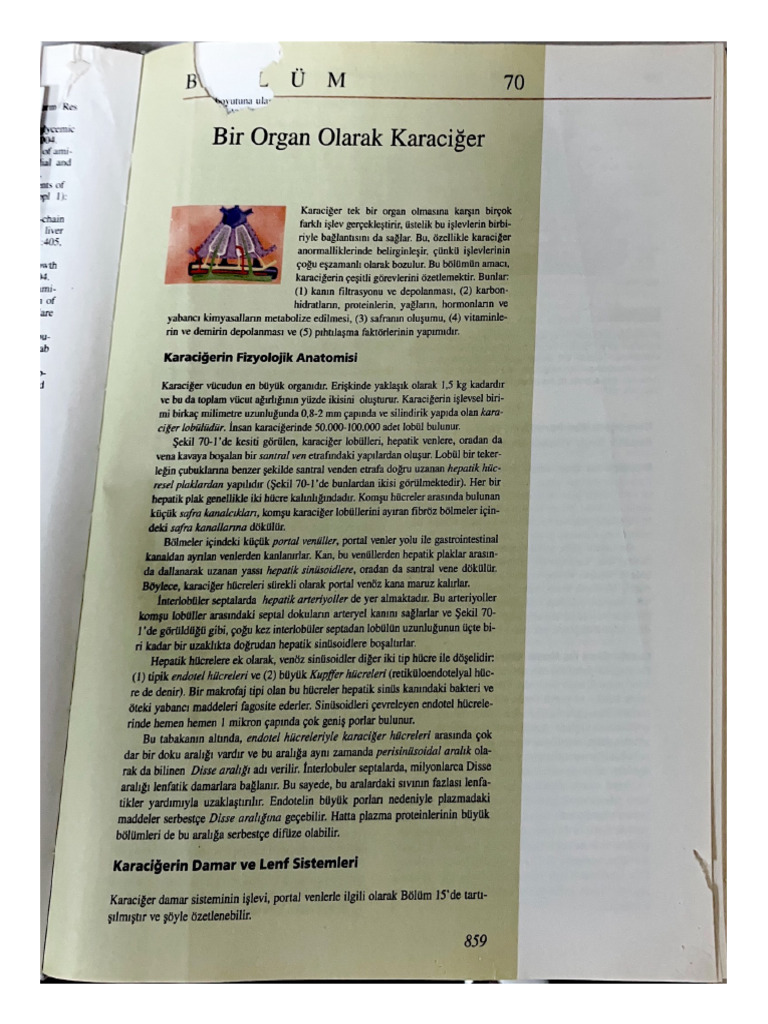 Bir Organ Olarak Karaciger | PDF