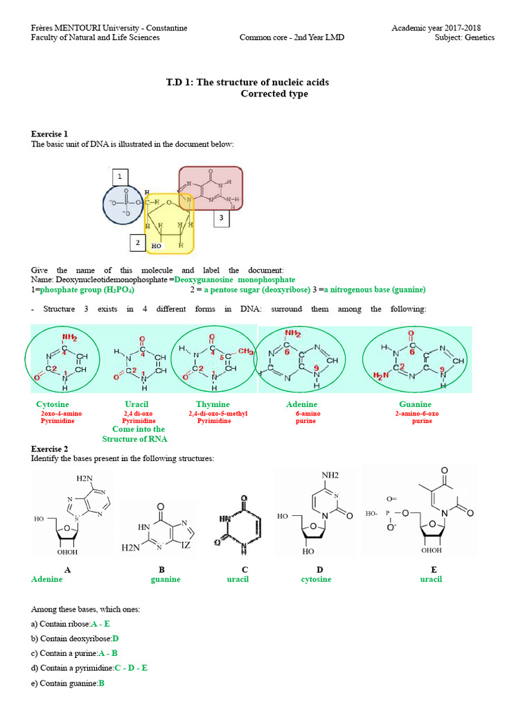 Corrected type of TD1 Genetics (The structure of nucleic acids) | PDF ...