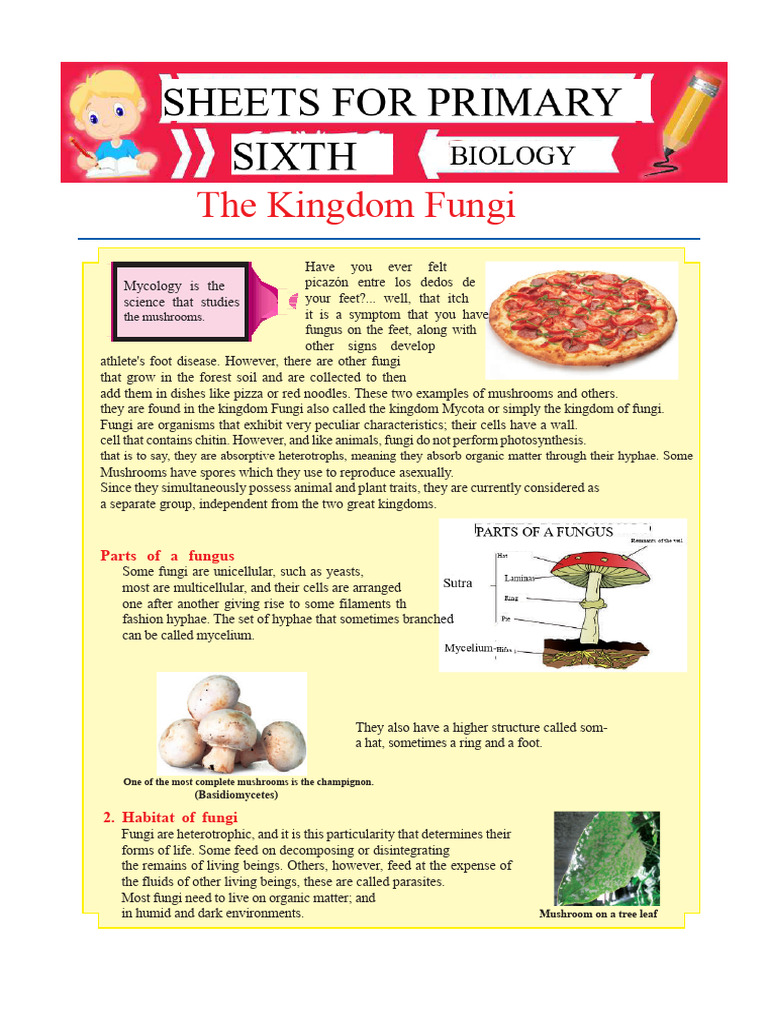Understanding Fungi: Types and Importance | PDF | Fungus | Organisms