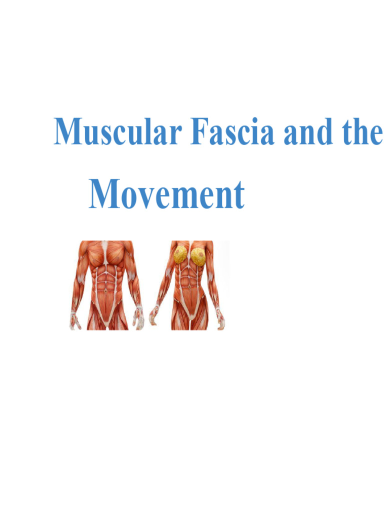 Understanding Muscular Fascia and Movement | PDF | Abdomen | Common ...
