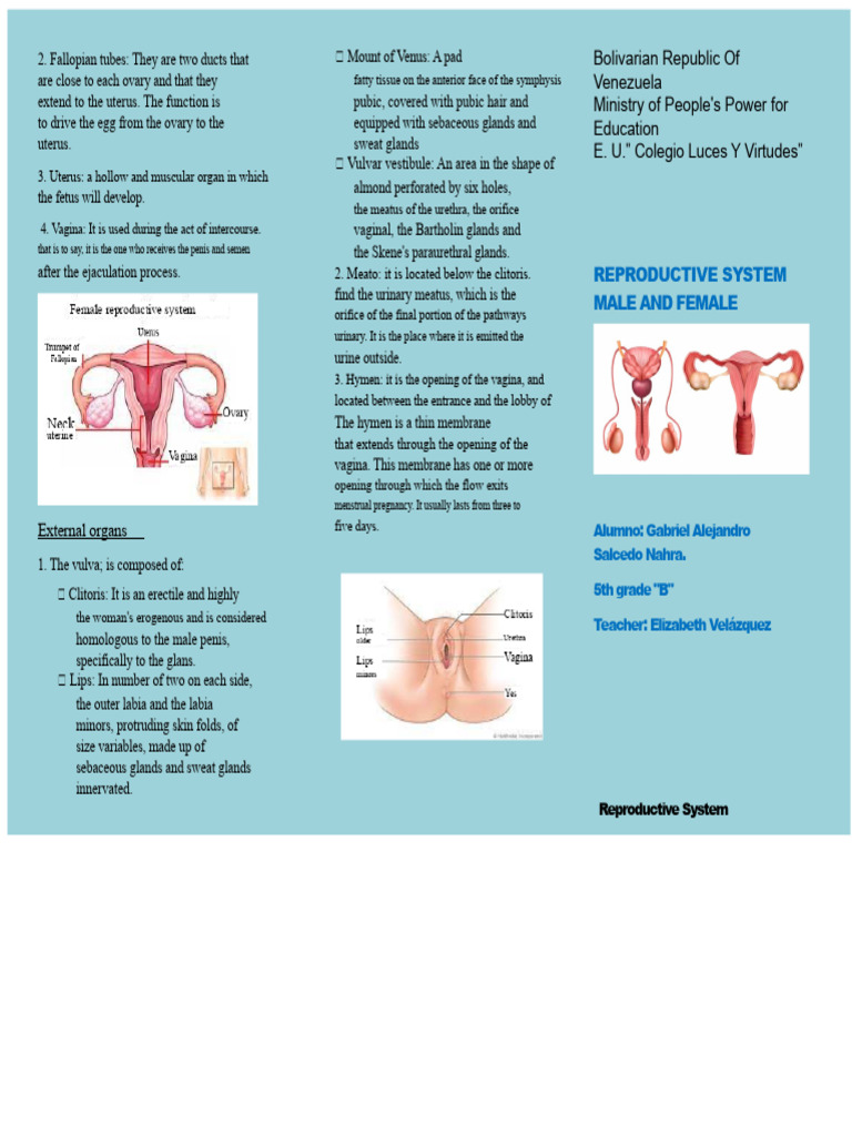 Triptych of The Male and Female Reproductive System | PDF ...