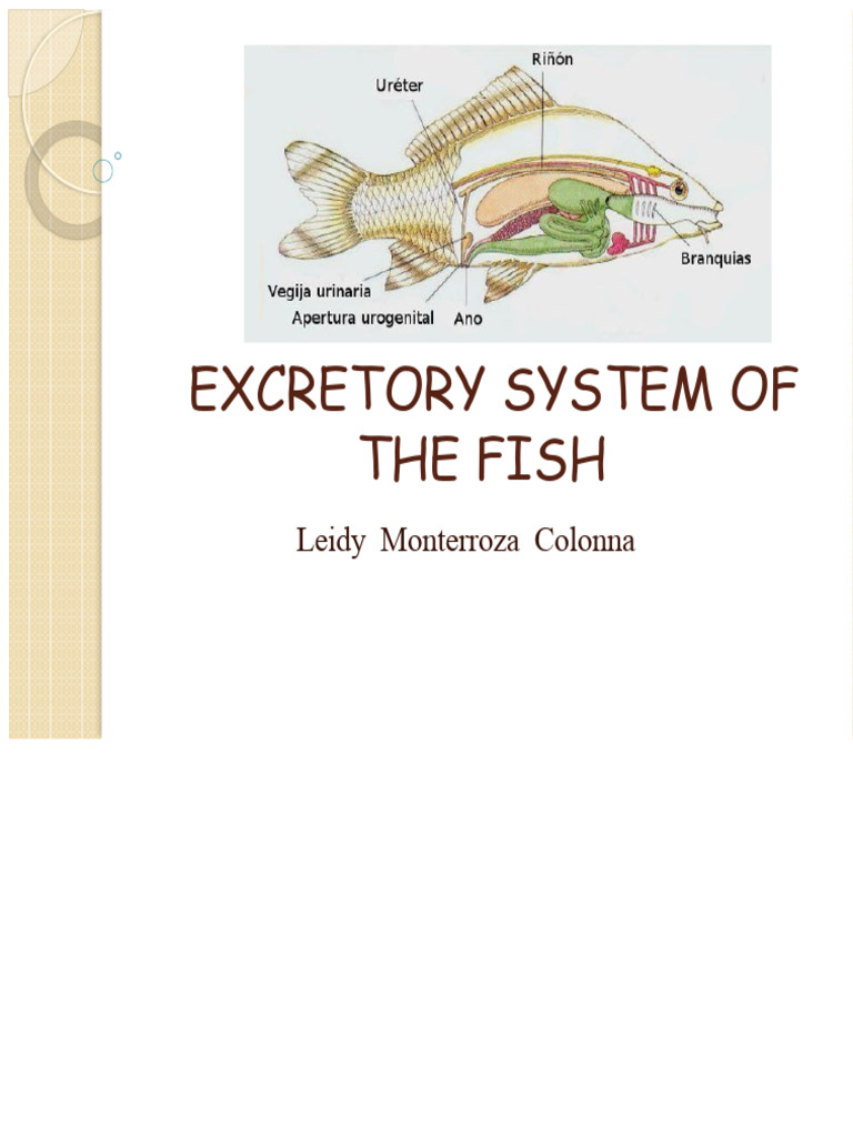 Excretory System of Fish | PDF